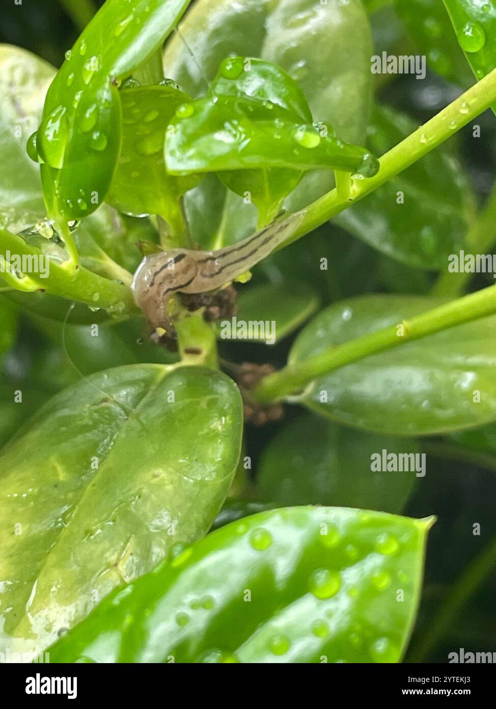 Common land snails slugs hi-res stock photography and images - Alamy