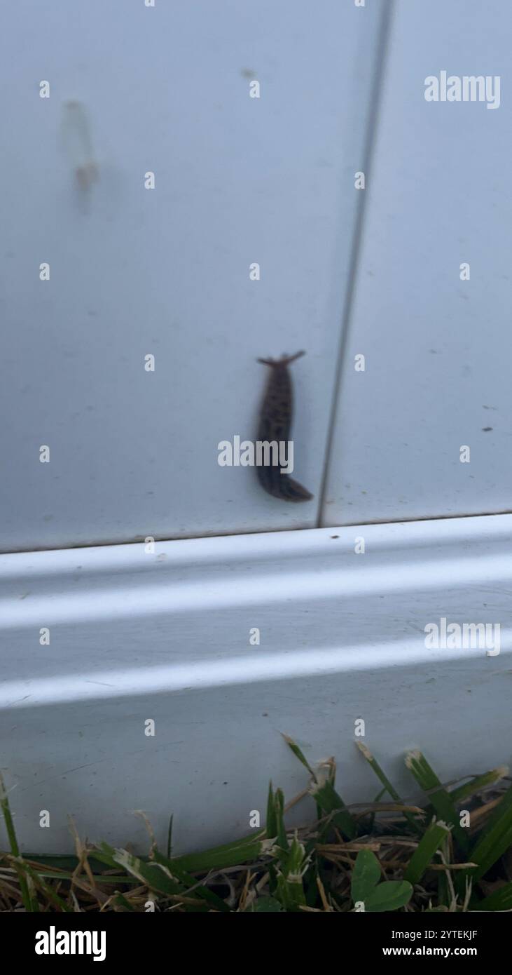 Leopard Slug (Limax maximus Stock Photo - Alamy