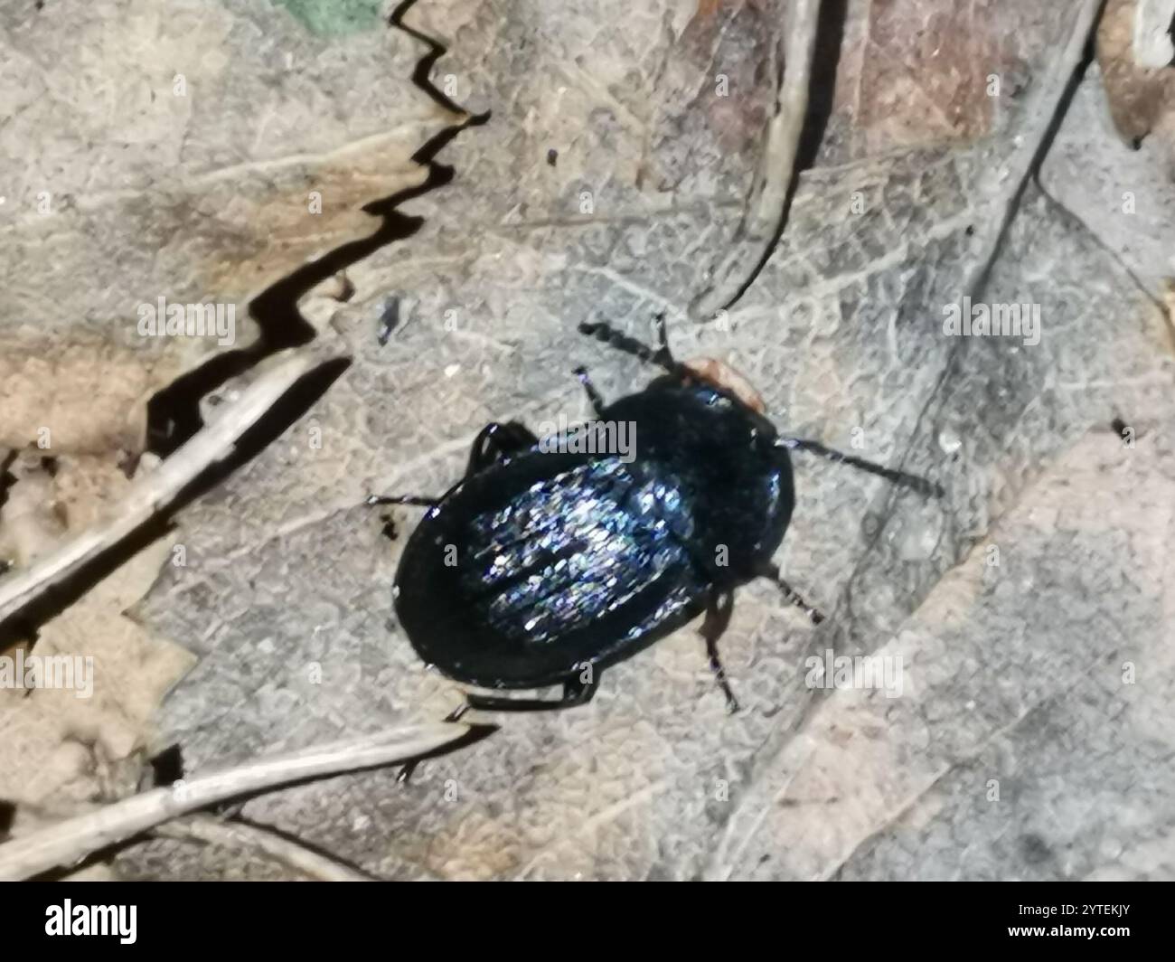 Black snail beetle (Phosphuga atrata Stock Photo - Alamy