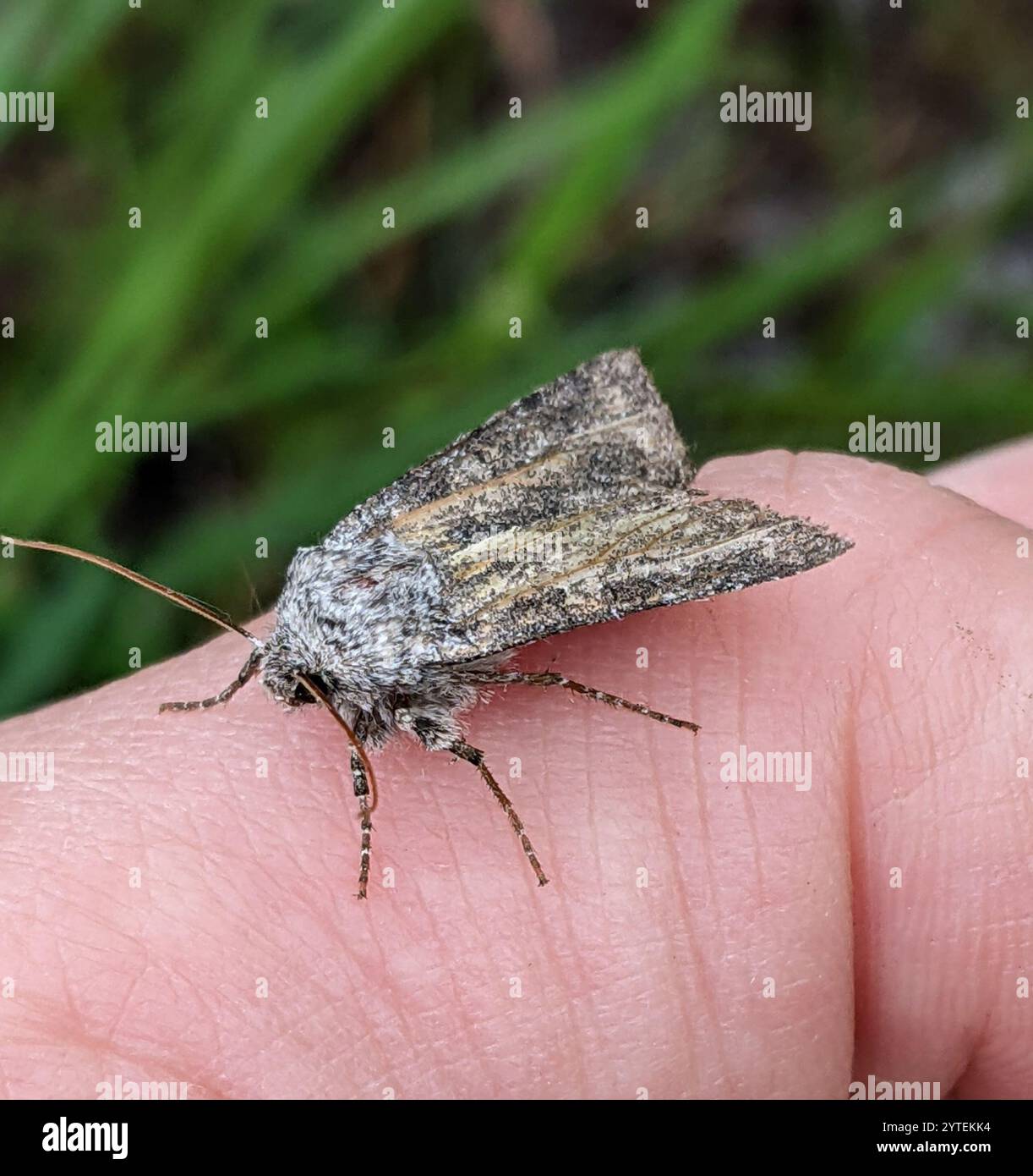 Cutworms and Dart Moths (Noctuinae Stock Photo - Alamy