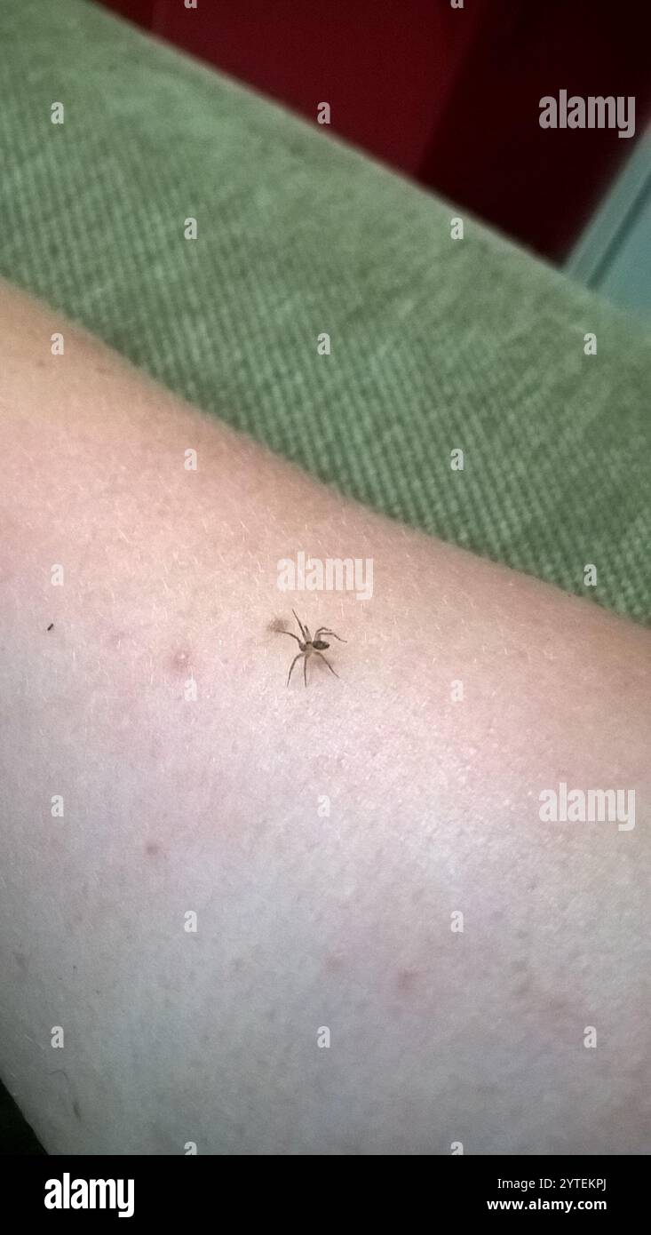 Wall Spider (Oecobius navus Stock Photo - Alamy