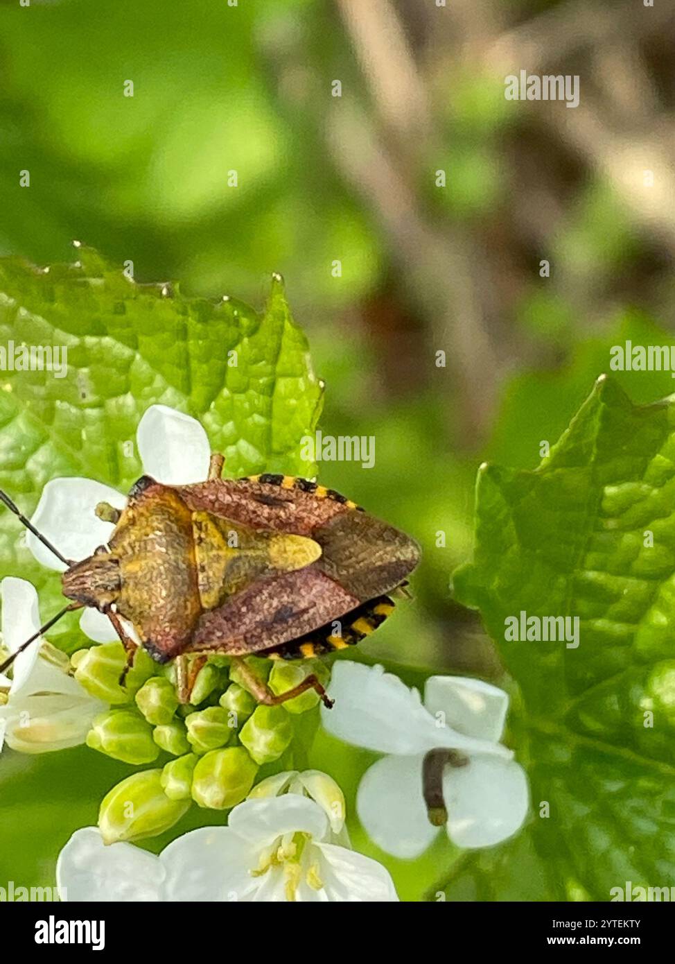 Black-shouldered Shieldbug (Carpocoris purpureipennis Stock Photo - Alamy