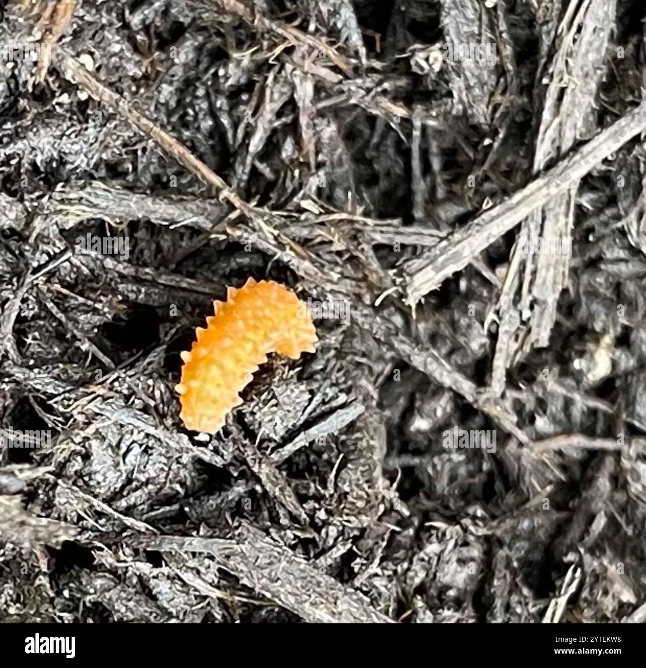 Shiny Flea Beetle (Asphaera lustrans Stock Photo - Alamy