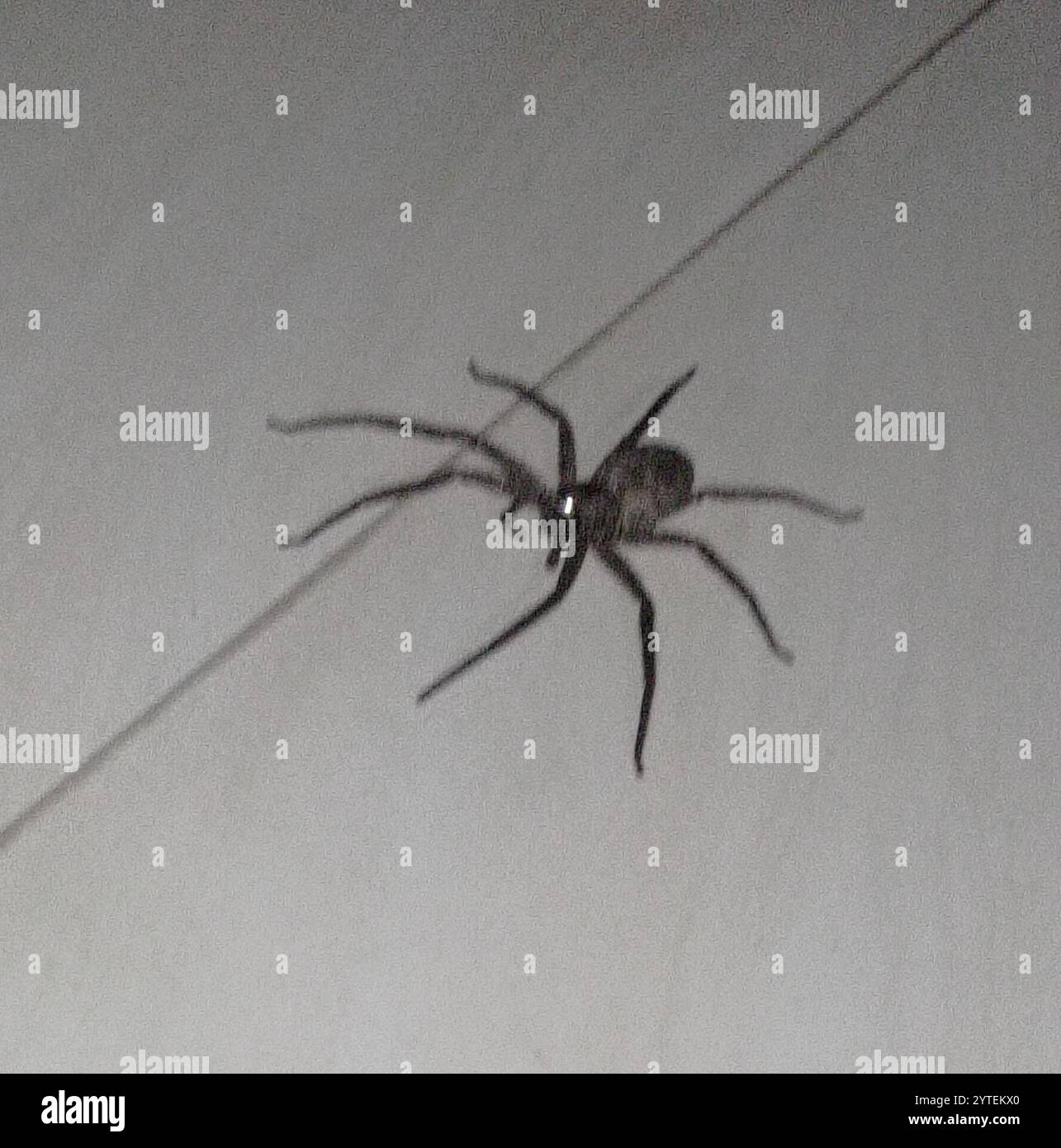 Pantropical Huntsman Spider (Heteropoda venatoria Stock Photo - Alamy