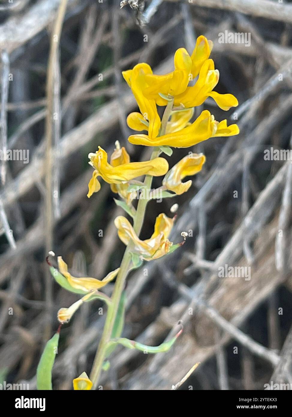 golden corydalis (Corydalis aurea Stock Photo - Alamy