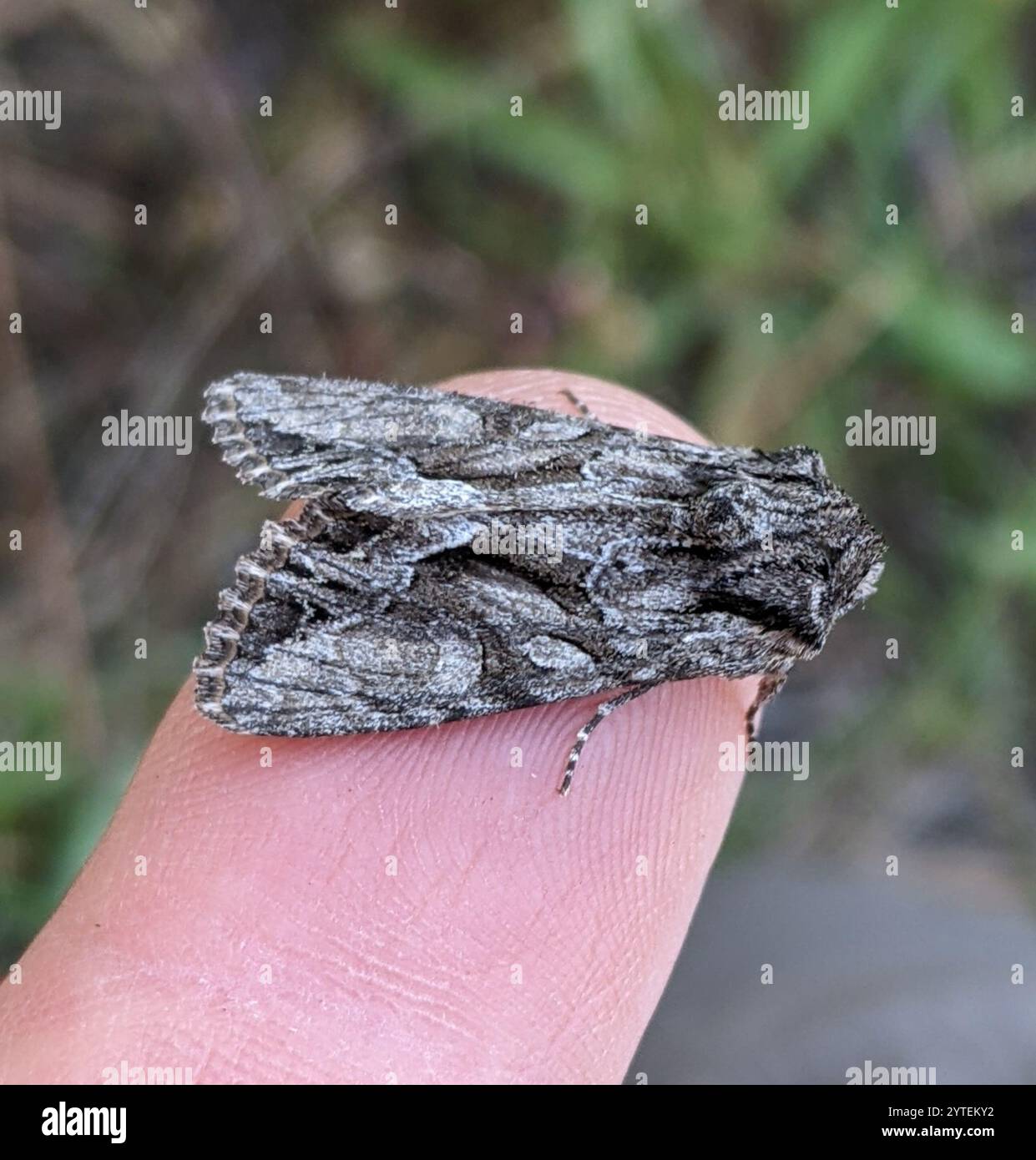Cutworms and Dart Moths (Noctuinae Stock Photo - Alamy