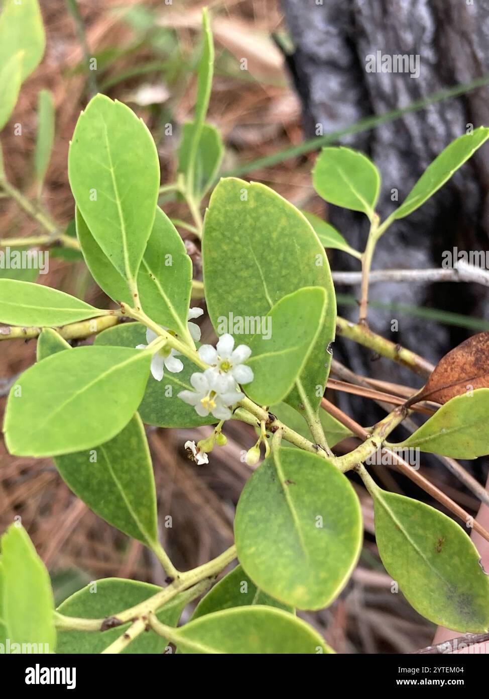 gallberry (Ilex glabra Stock Photo - Alamy