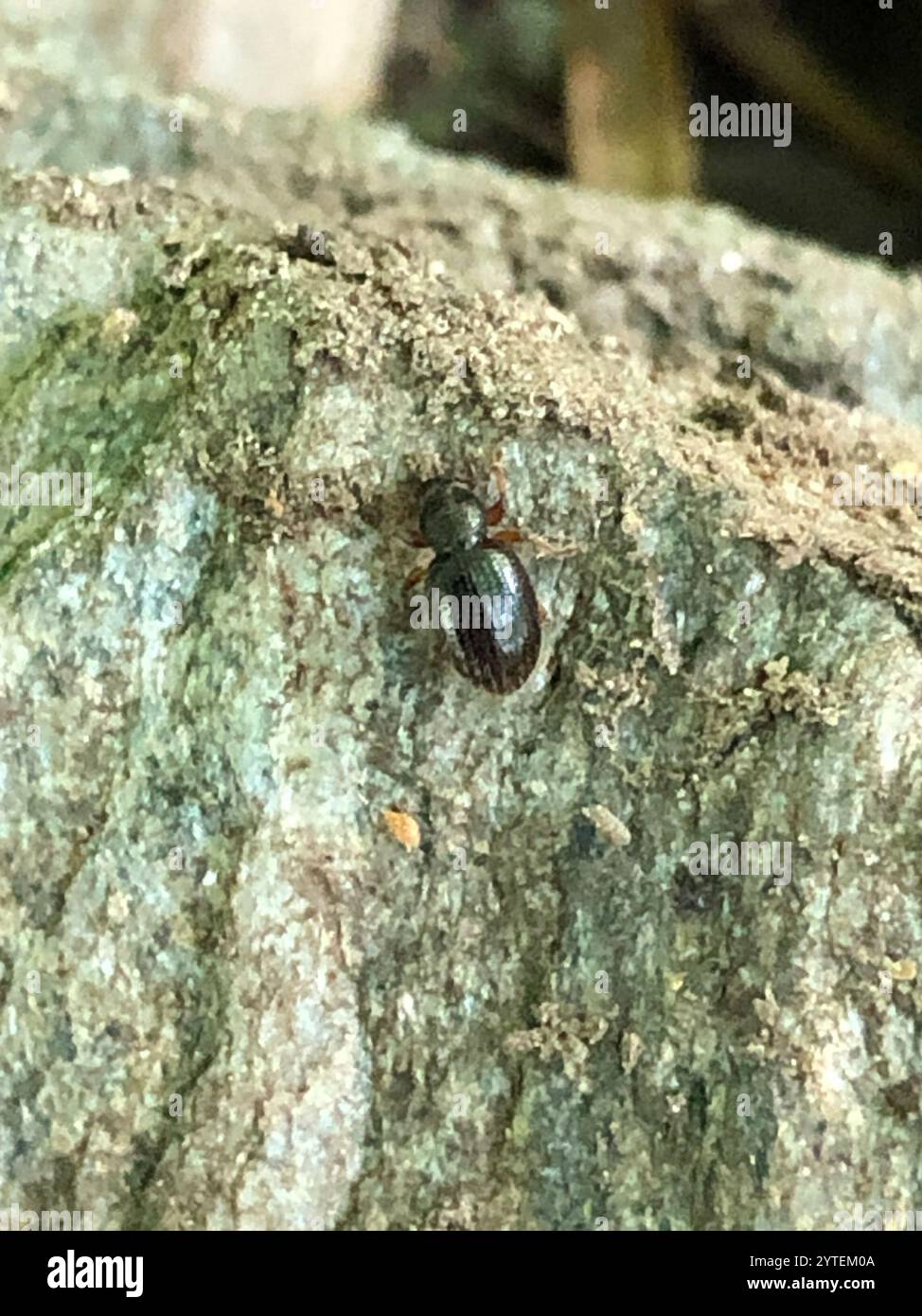 Hairy Spider Weevil (Barypeithes pellucidus Stock Photo - Alamy