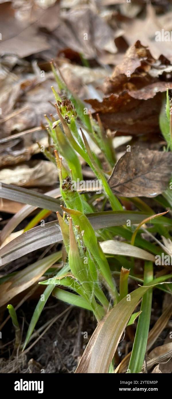 hairy woodrush (Luzula acuminata Stock Photo - Alamy