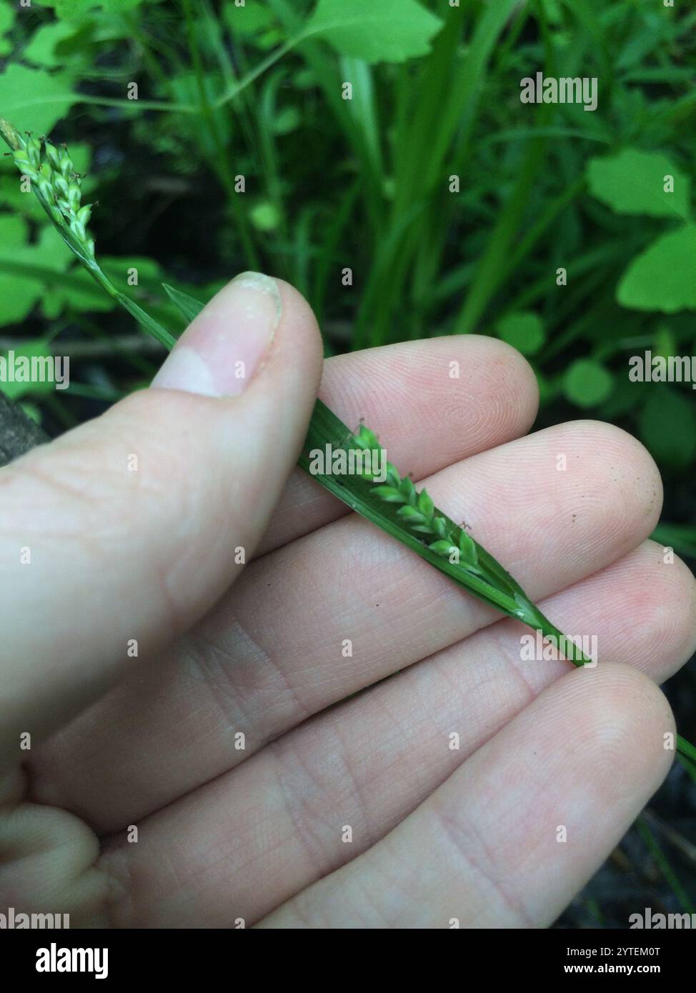 Carex sect. Paniceae (Paniceae Stock Photo - Alamy