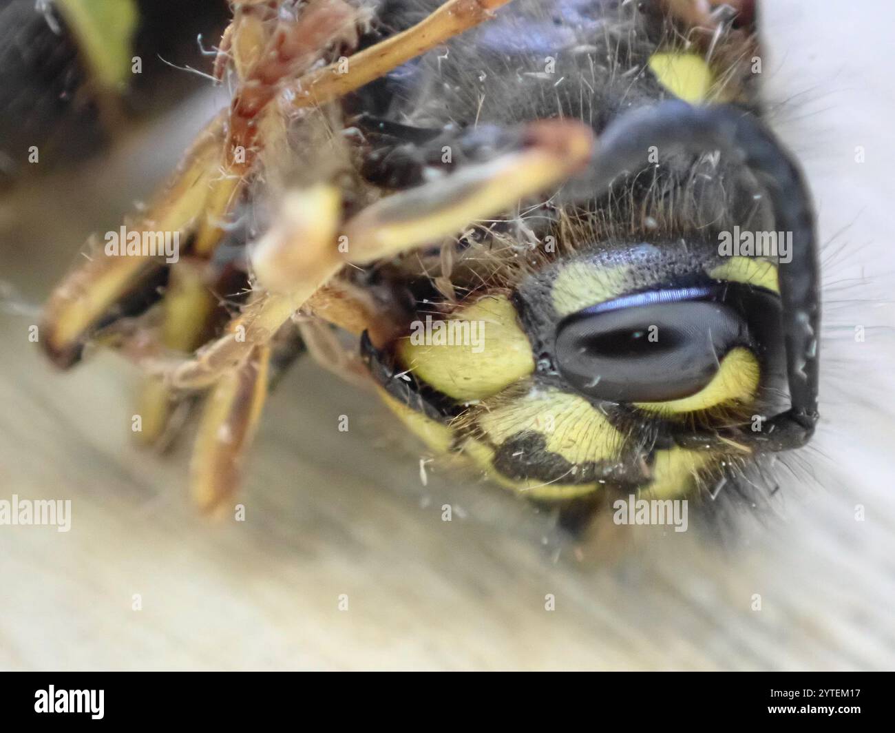 Common European Yellowjacket (Vespula vulgaris Stock Photo - Alamy