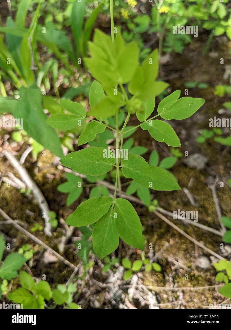 yellow pimpernel (Taenidia integerrima Stock Photo - Alamy