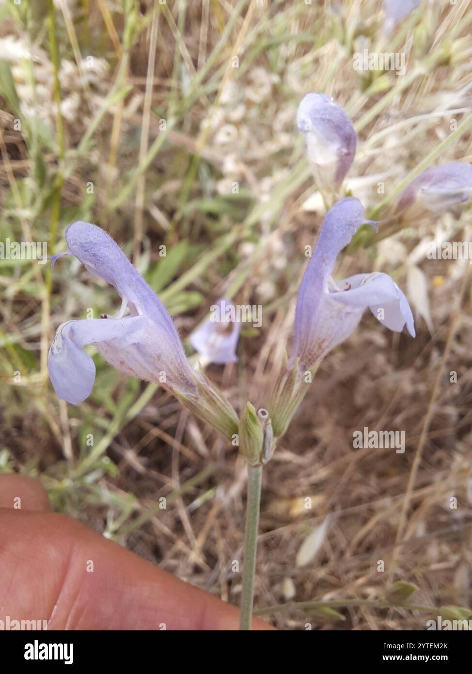 Spanish Common Sage (Salvia officinalis lavandulifolia Stock Photo - Alamy