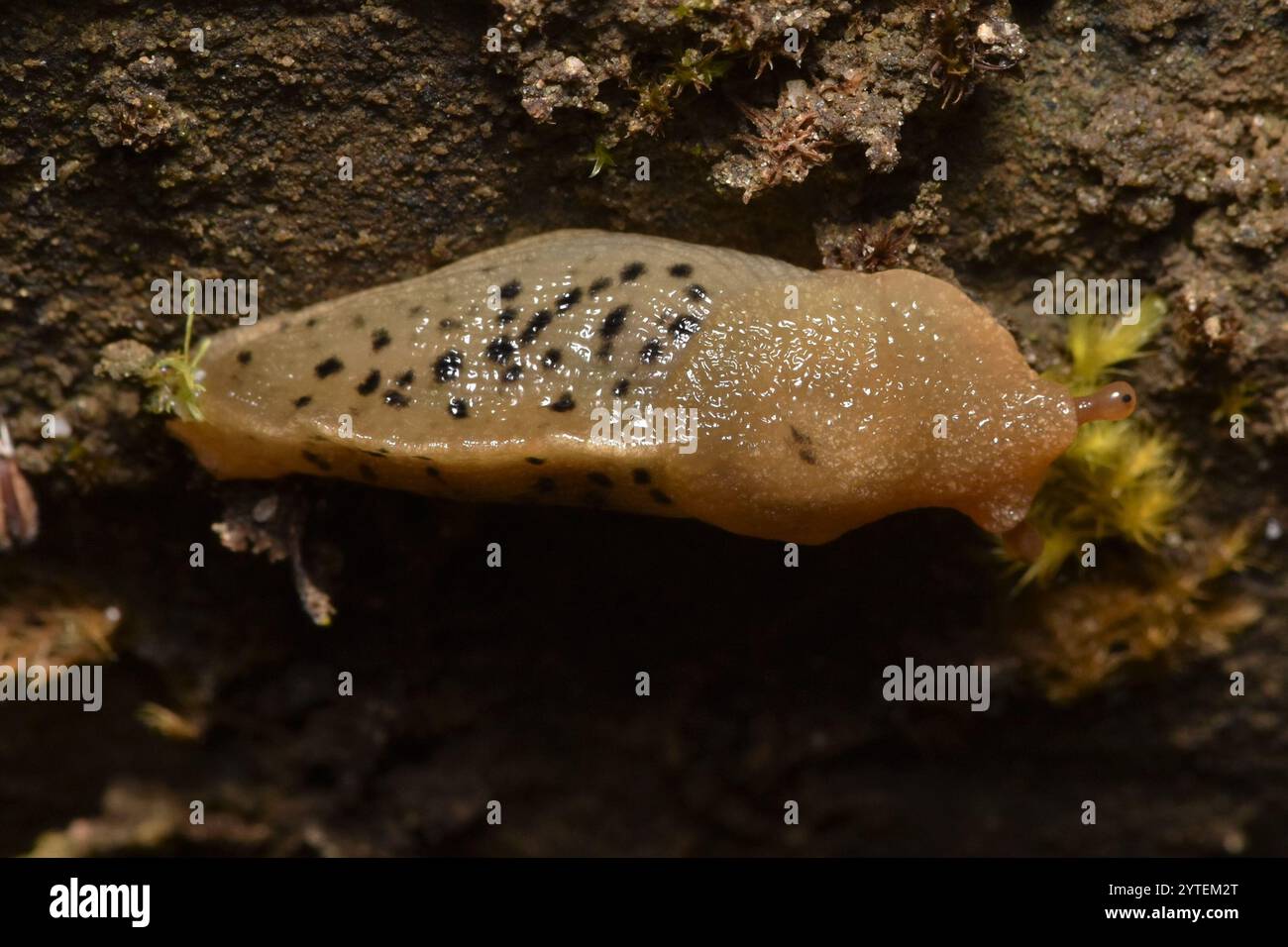 Pacific Banana Slug (Ariolimax columbianus Stock Photo - Alamy