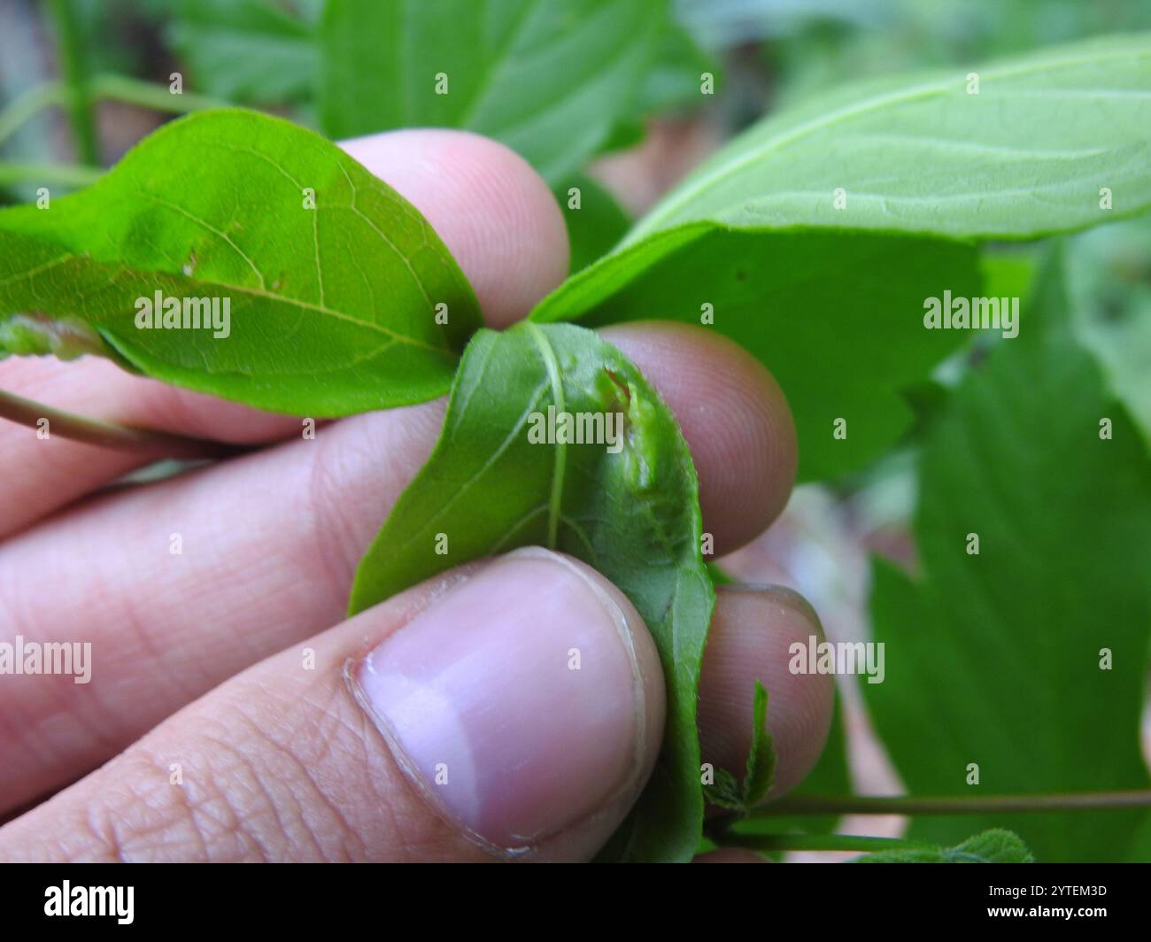 Gall and Rust Mites (Eriophyidae Stock Photo - Alamy