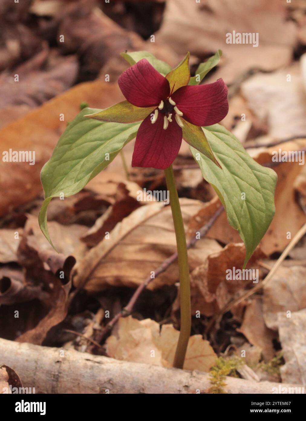 red trillium (Trillium erectum Stock Photo - Alamy