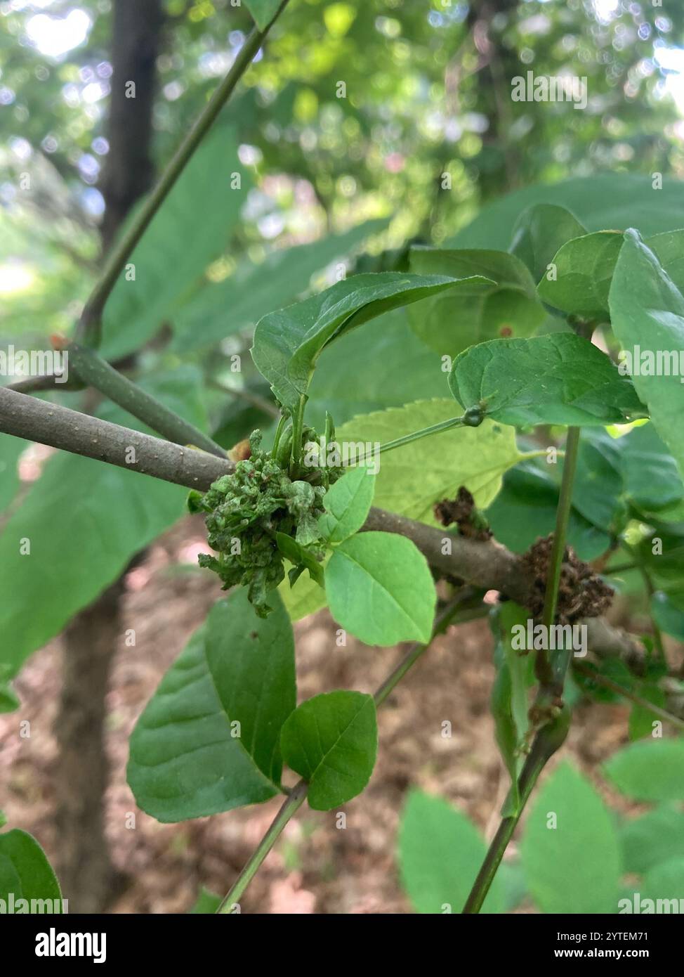Gall and Rust Mites (Eriophyidae Stock Photo - Alamy