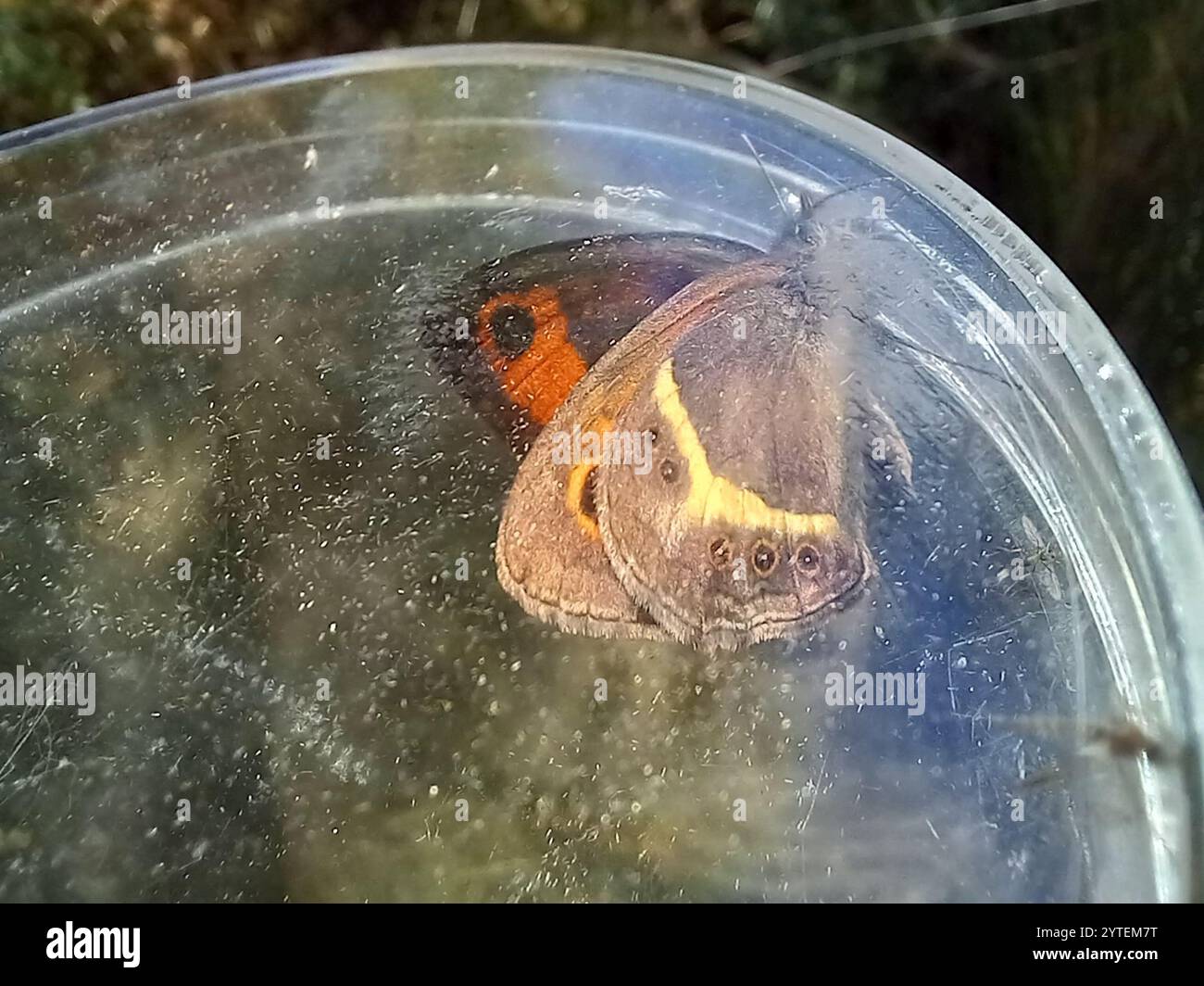 Spanish gatekeeper hi-res stock photography and images - Alamy