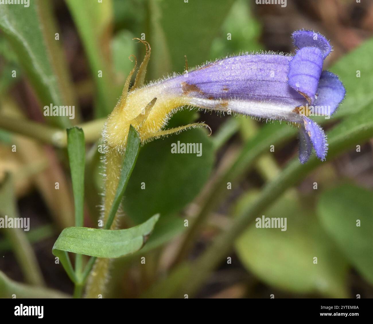 oneflower broomrape (Aphyllon purpureum Stock Photo - Alamy