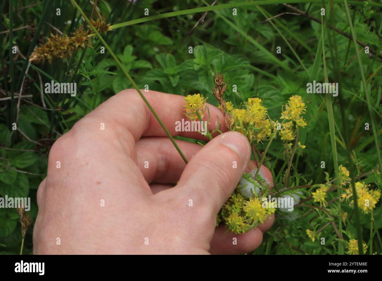 Bog Yellowcress (Rorippa palustris Stock Photo - Alamy