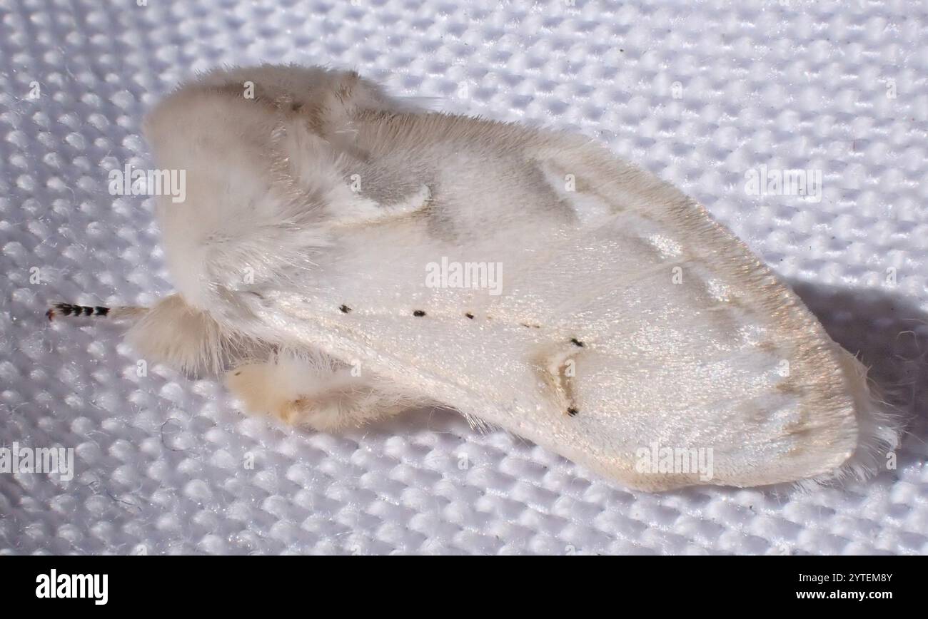 Fig tree moth (Naroma varipes Stock Photo - Alamy