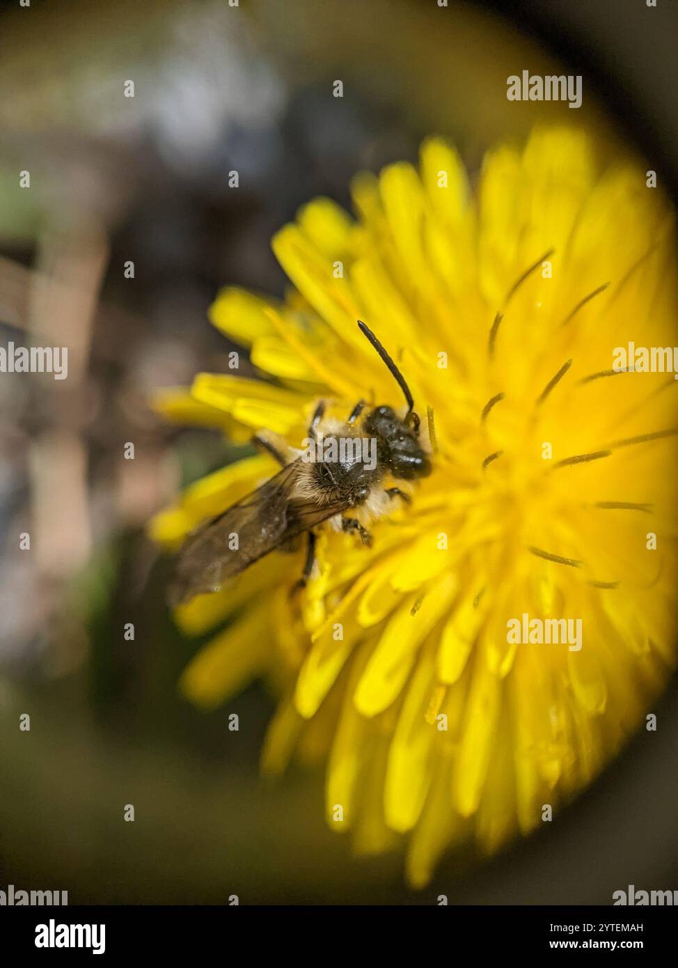 Mining Bees (Andrena Stock Photo - Alamy