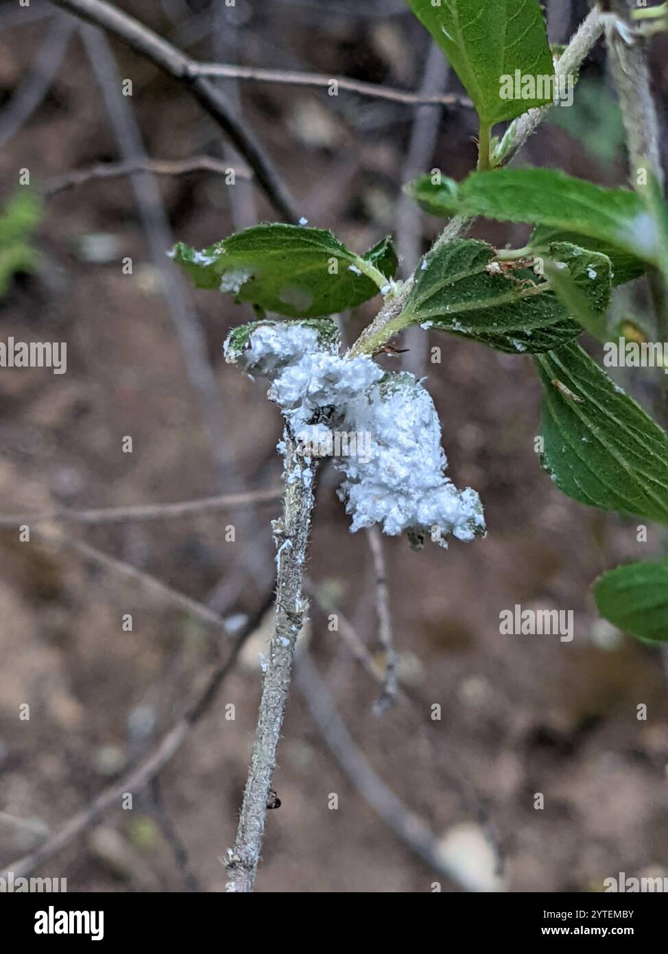 Woolly Aphids and Gall-making Aphids (Eriosomatinae Stock Photo - Alamy