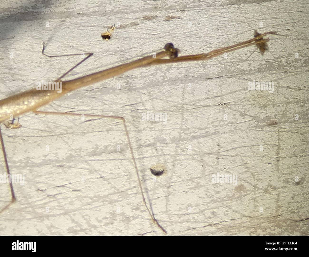 American Grass Mantis (Thesprotia graminis Stock Photo - Alamy