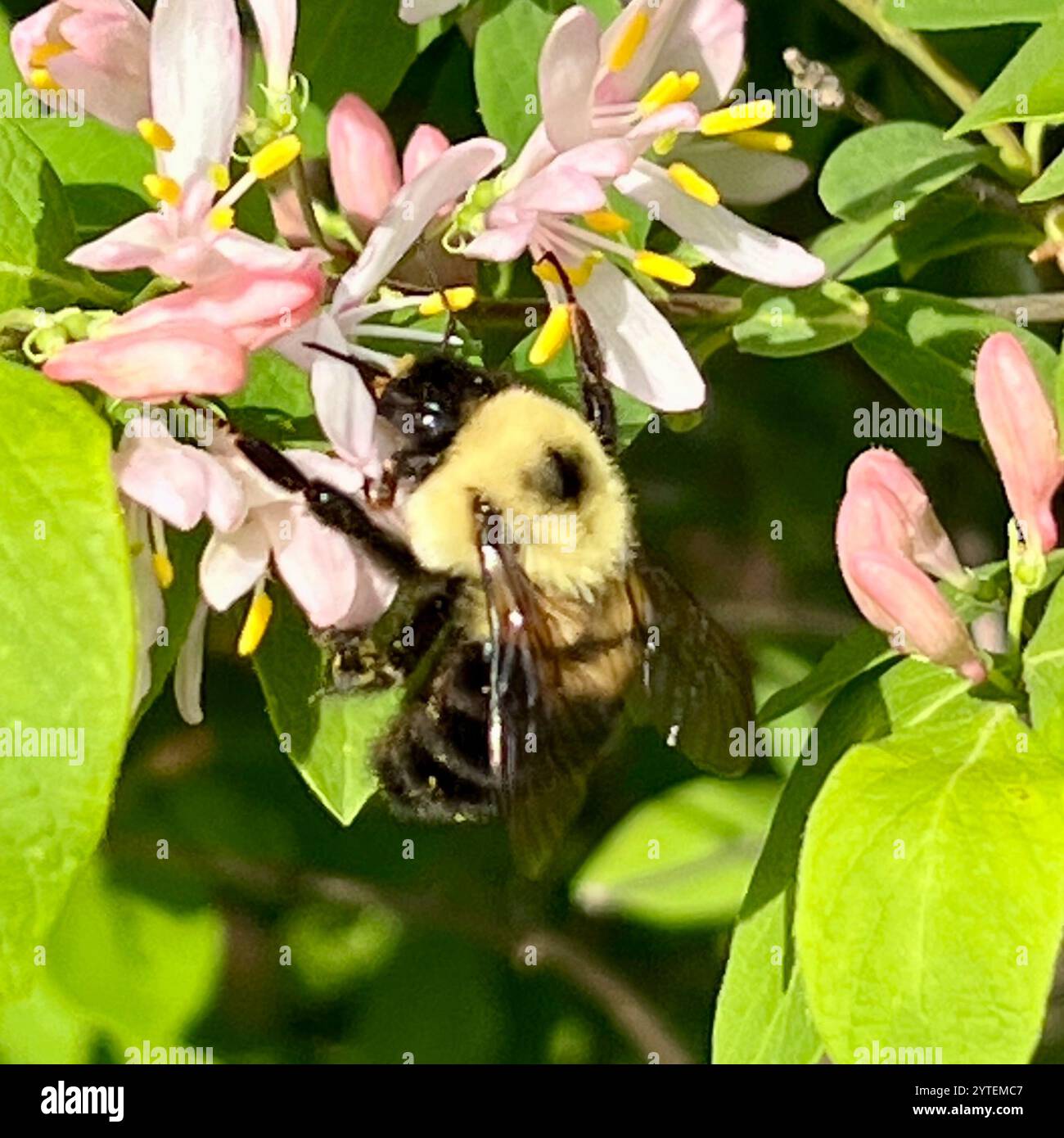 Two-spotted Bumble Bee (Bombus bimaculatus Stock Photo - Alamy