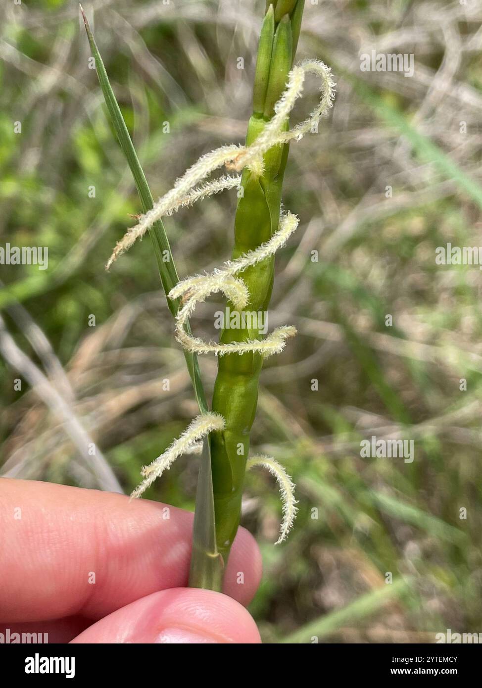 eastern gamagrass (Tripsacum dactyloides Stock Photo - Alamy