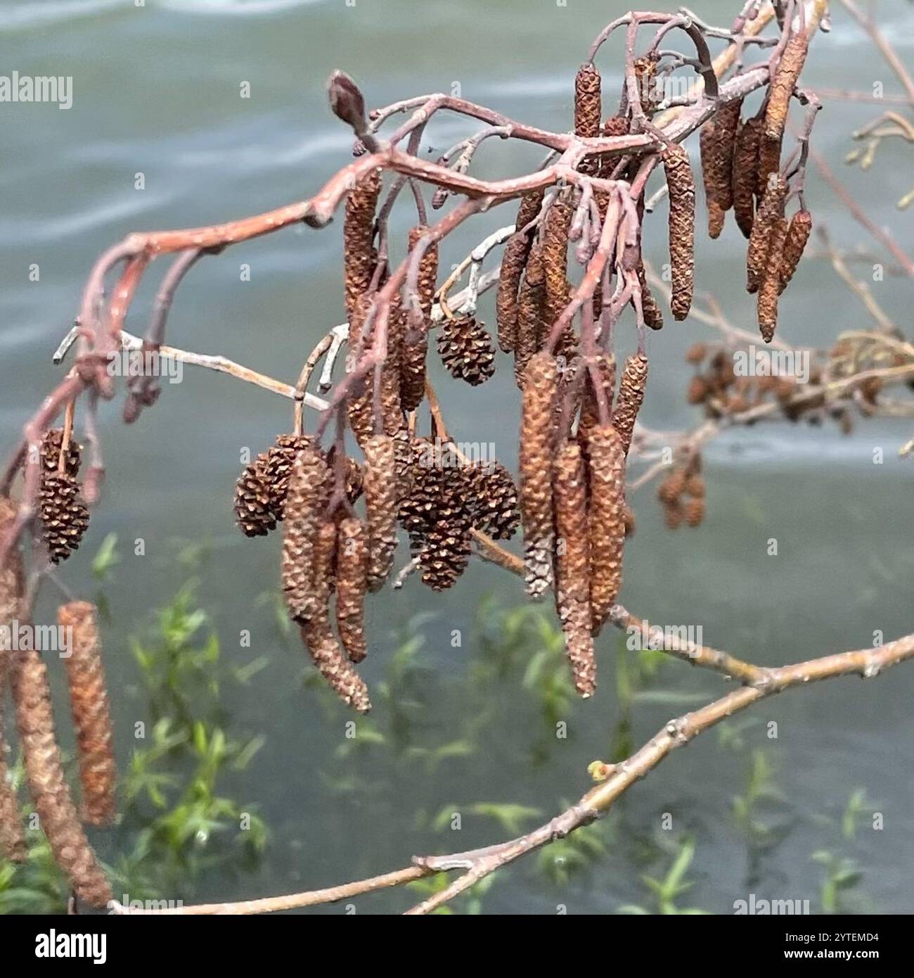 common alder (Alnus glutinosa Stock Photo - Alamy