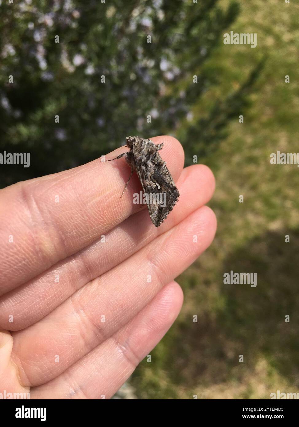 Alfalfa Looper (Autographa californica Stock Photo - Alamy