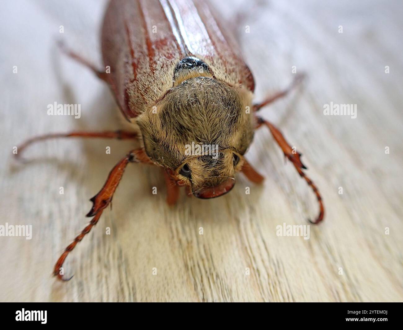 Common Cockchafer (Melolontha melolontha Stock Photo - Alamy
