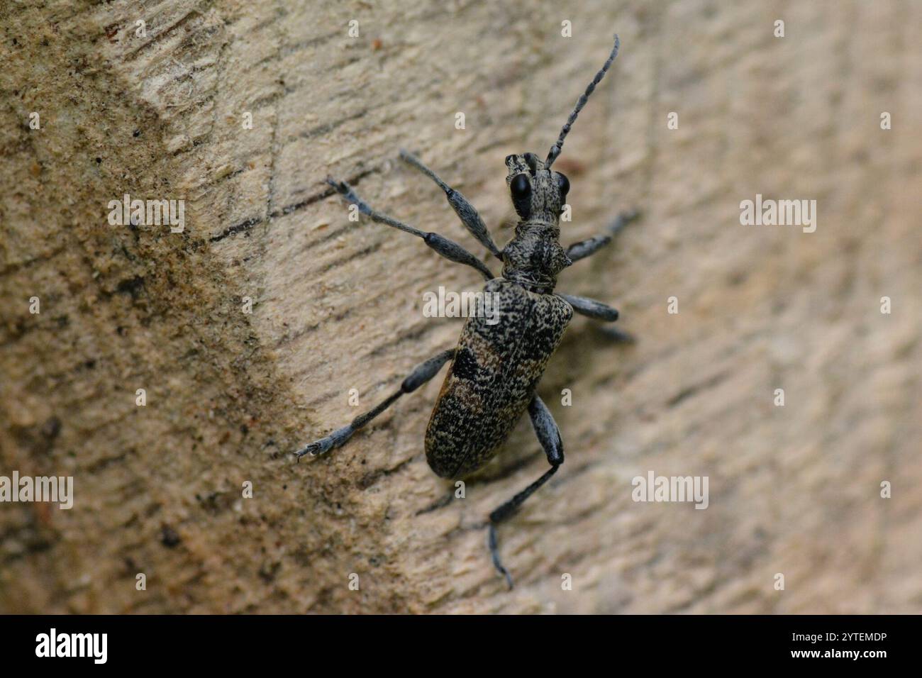 Blackspotted Longhorn Beetle (Rhagium mordax Stock Photo - Alamy