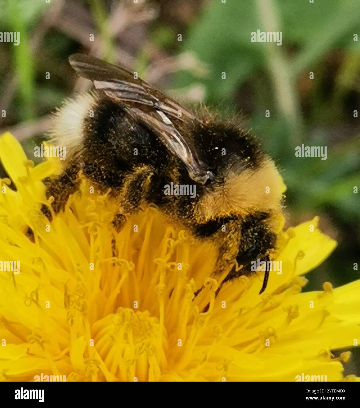 Bombus bohemicus hi-res stock photography and images - Alamy