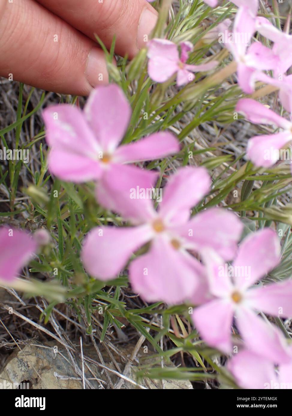 Phlox longifolia hi-res stock photography and images - Alamy