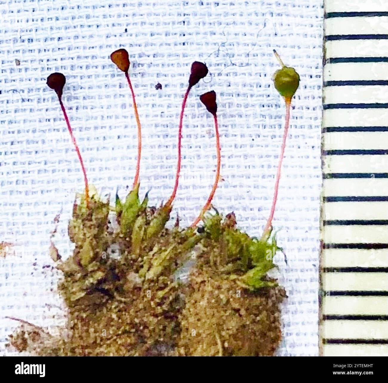 common bladder moss (Physcomitrium pyriforme Stock Photo - Alamy