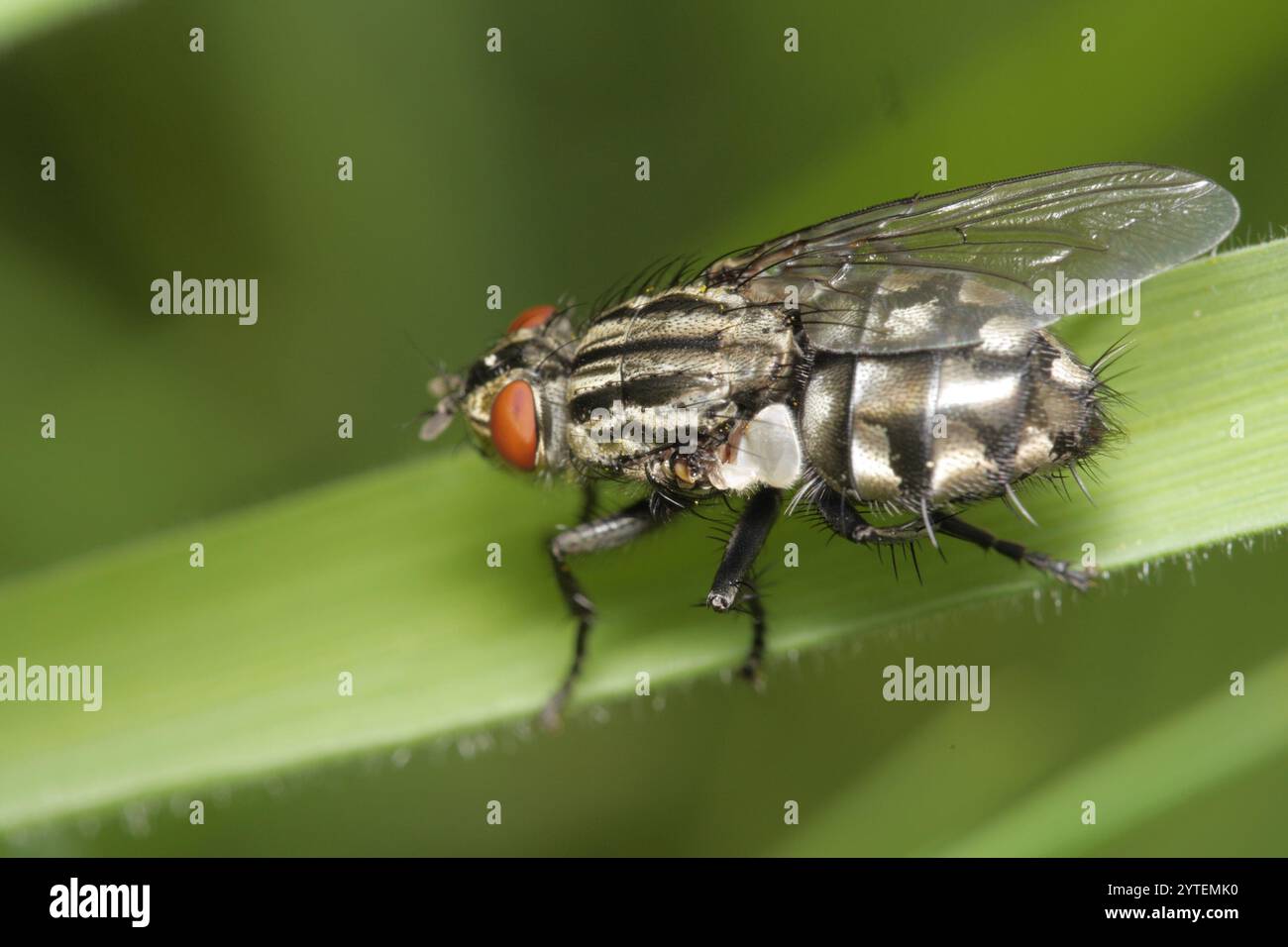 Common Flesh Flies (Sarcophaga Stock Photo - Alamy