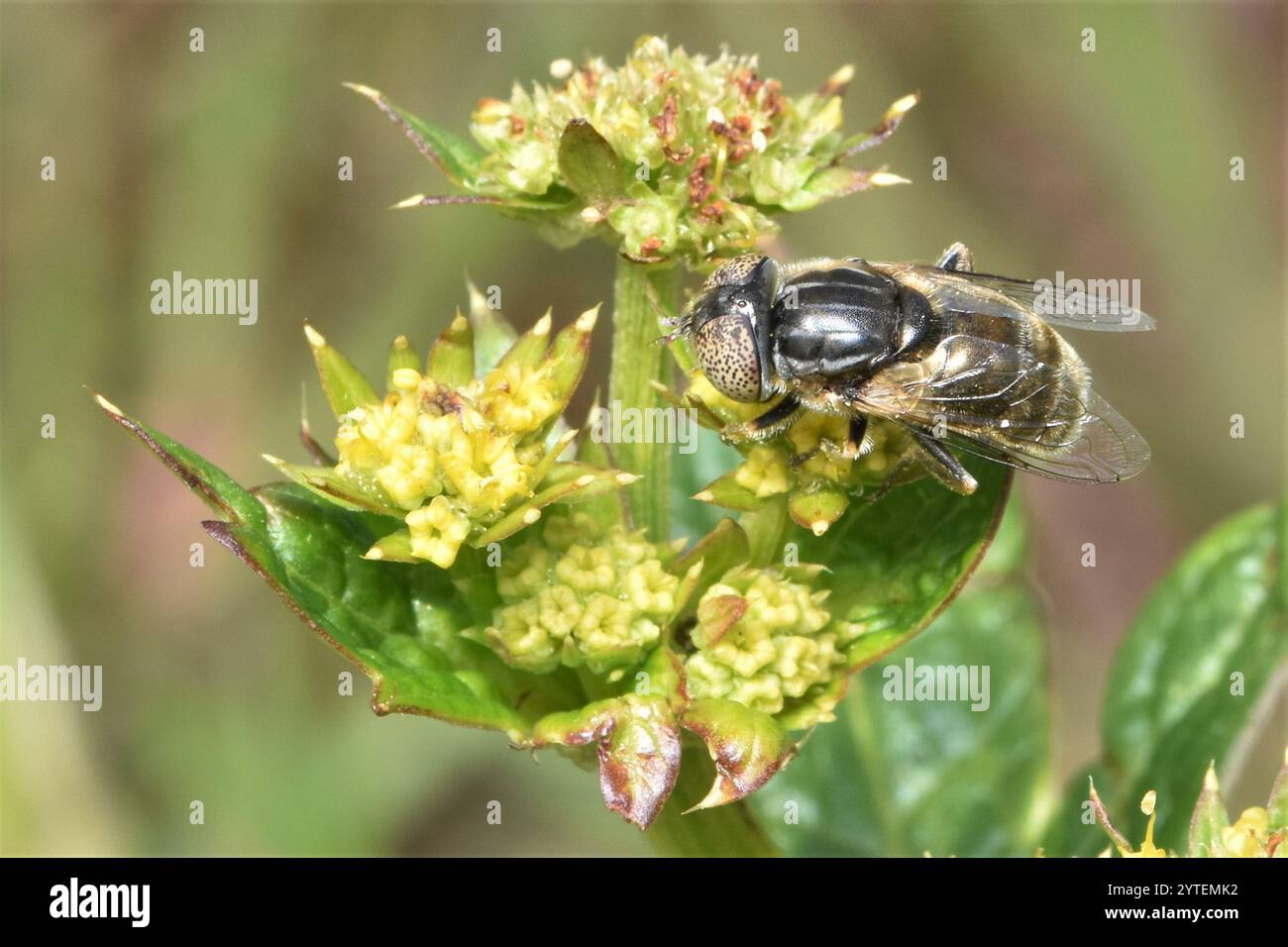 Common Lagoon Fly (Eristalinus aeneus Stock Photo - Alamy