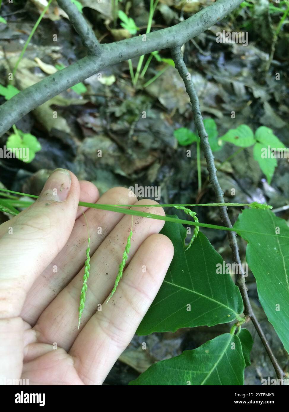 graceful sedge (Carex gracillima Stock Photo - Alamy