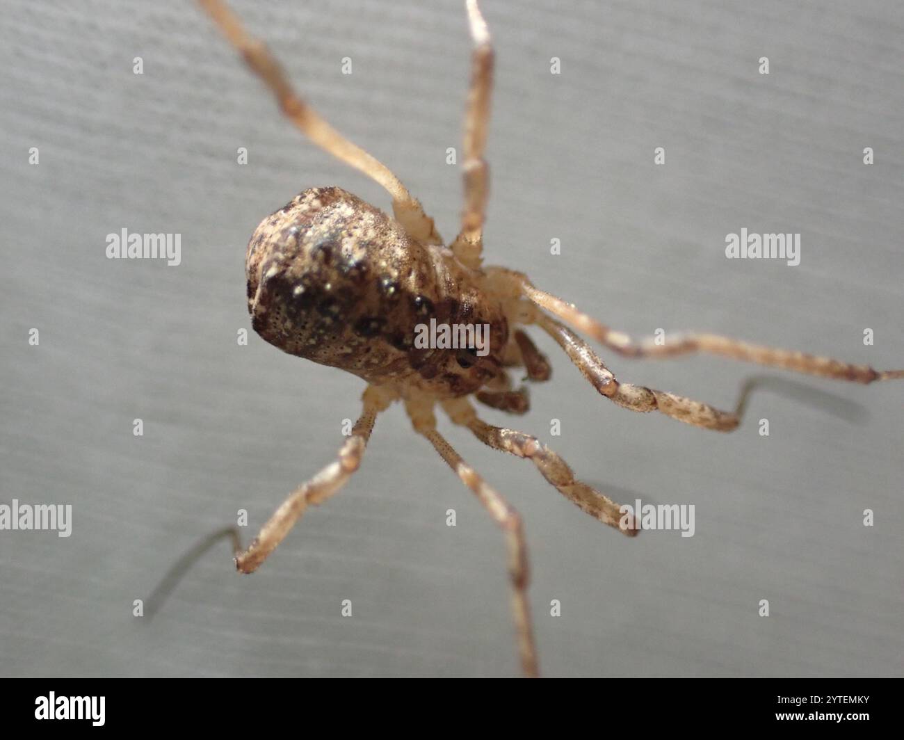 Protolophus hi-res stock photography and images - Alamy