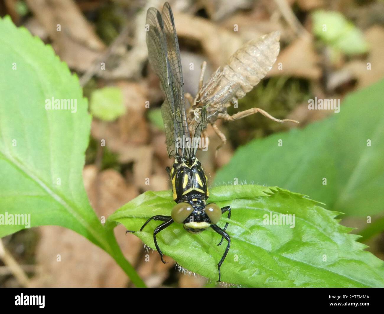 Northern Pygmy Clubtail (Lanthus parvulus Stock Photo - Alamy