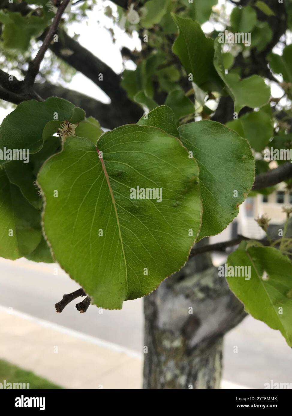Callery pear (Pyrus calleryana Stock Photo - Alamy