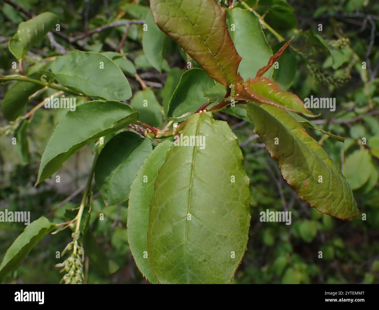 chokecherry (Prunus virginiana Stock Photo - Alamy