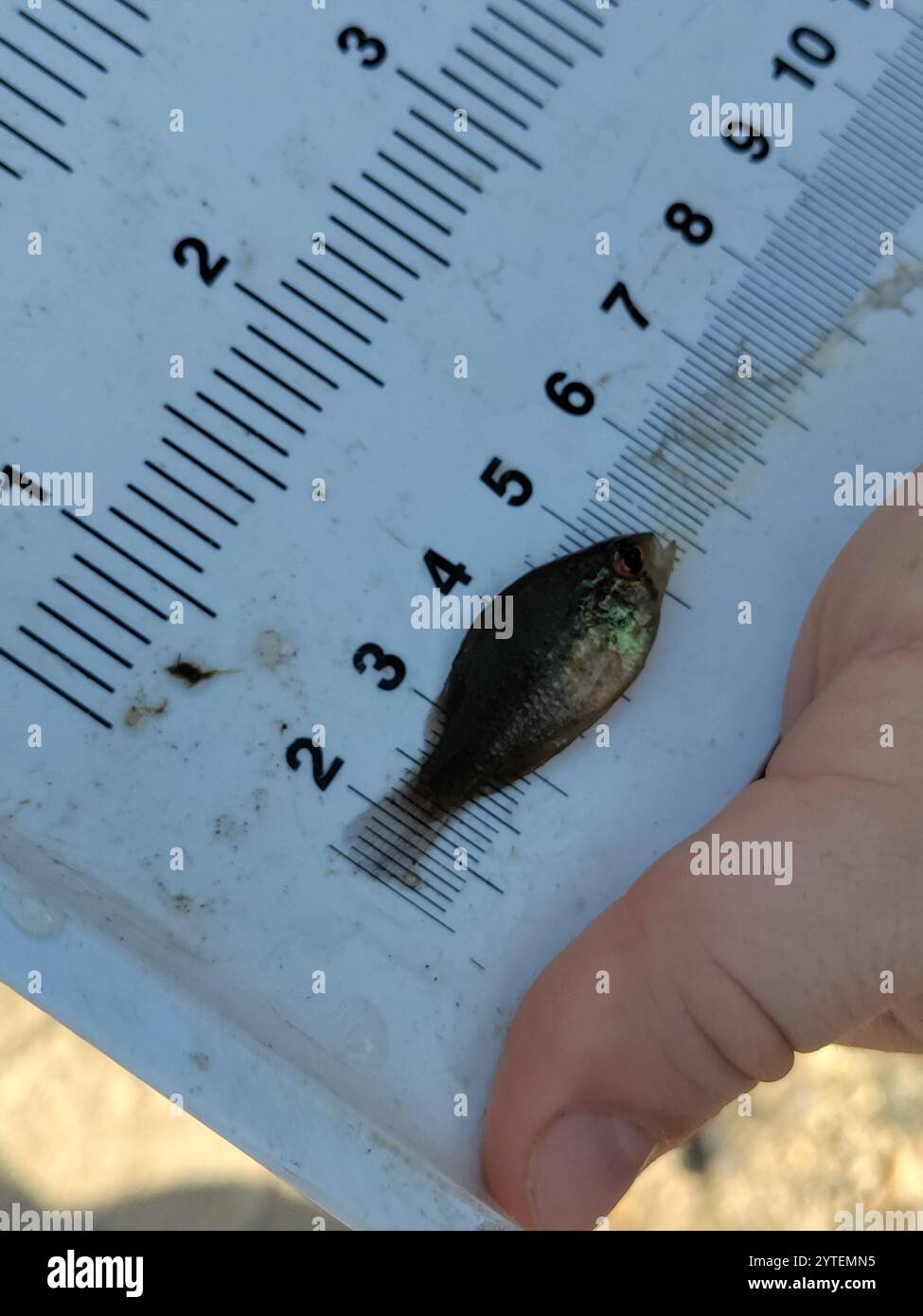 Banded Sunfish (Enneacanthus obesus Stock Photo - Alamy