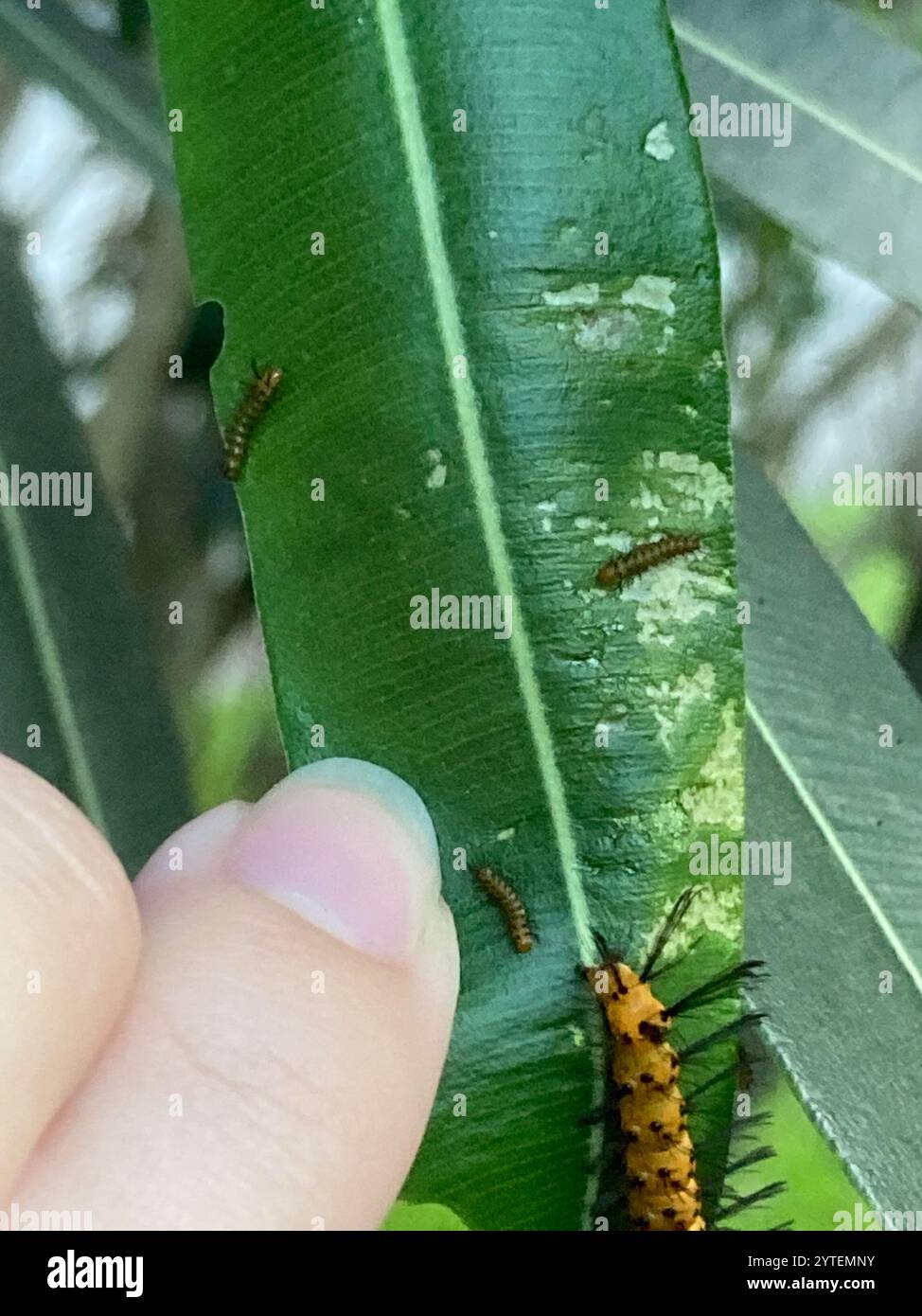 Polka-Dot Wasp Moth (Syntomeida epilais Stock Photo - Alamy