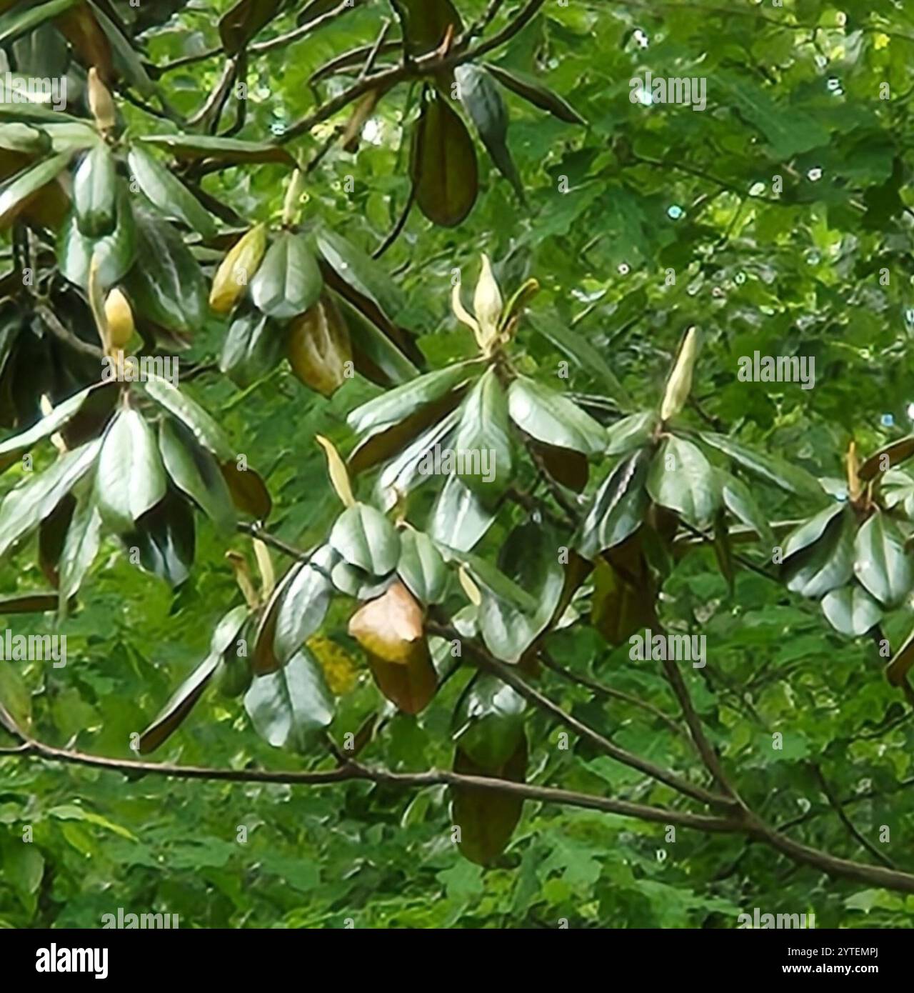 southern magnolia (Magnolia grandiflora Stock Photo - Alamy