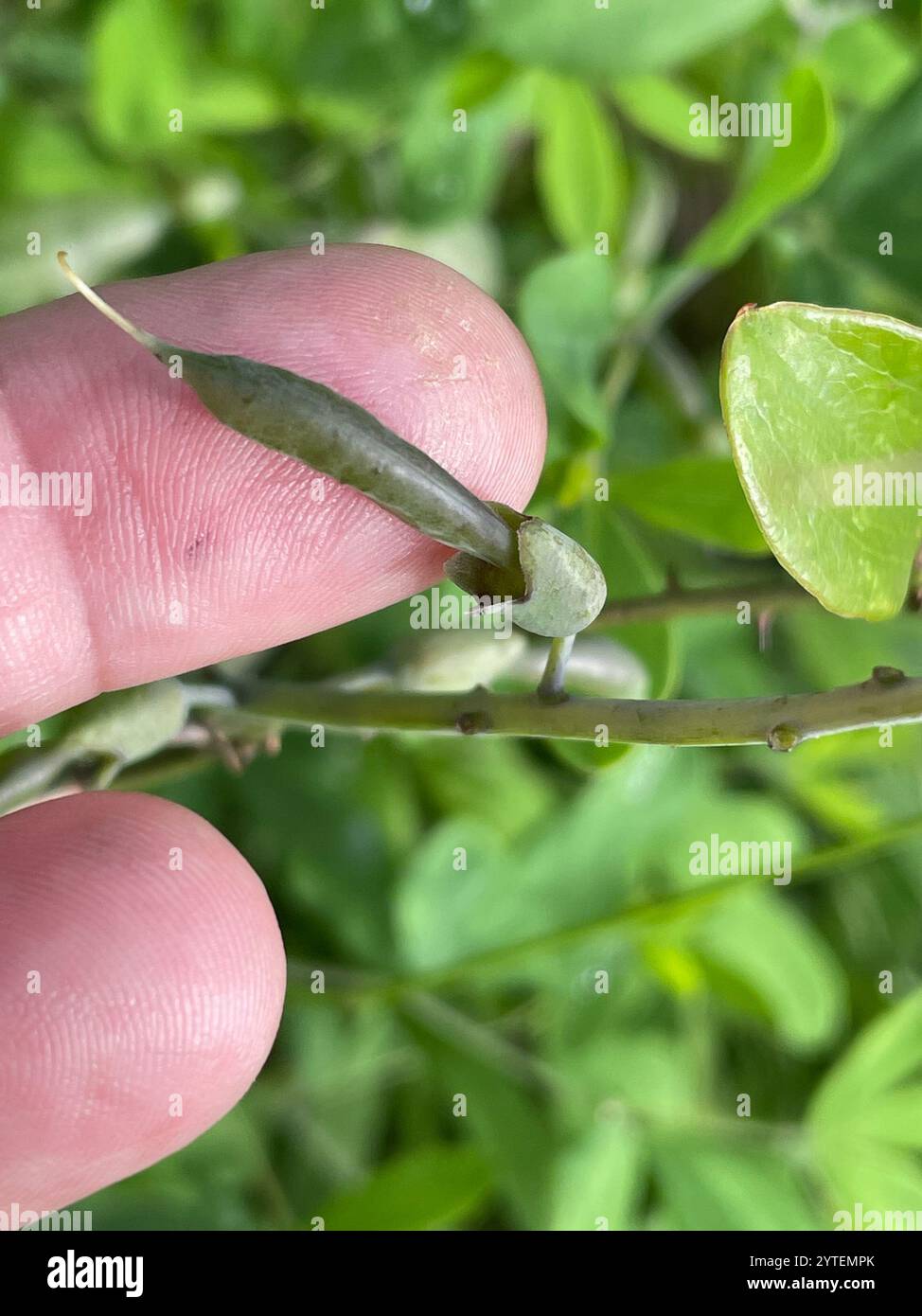 white wild indigo (Baptisia alba Stock Photo - Alamy