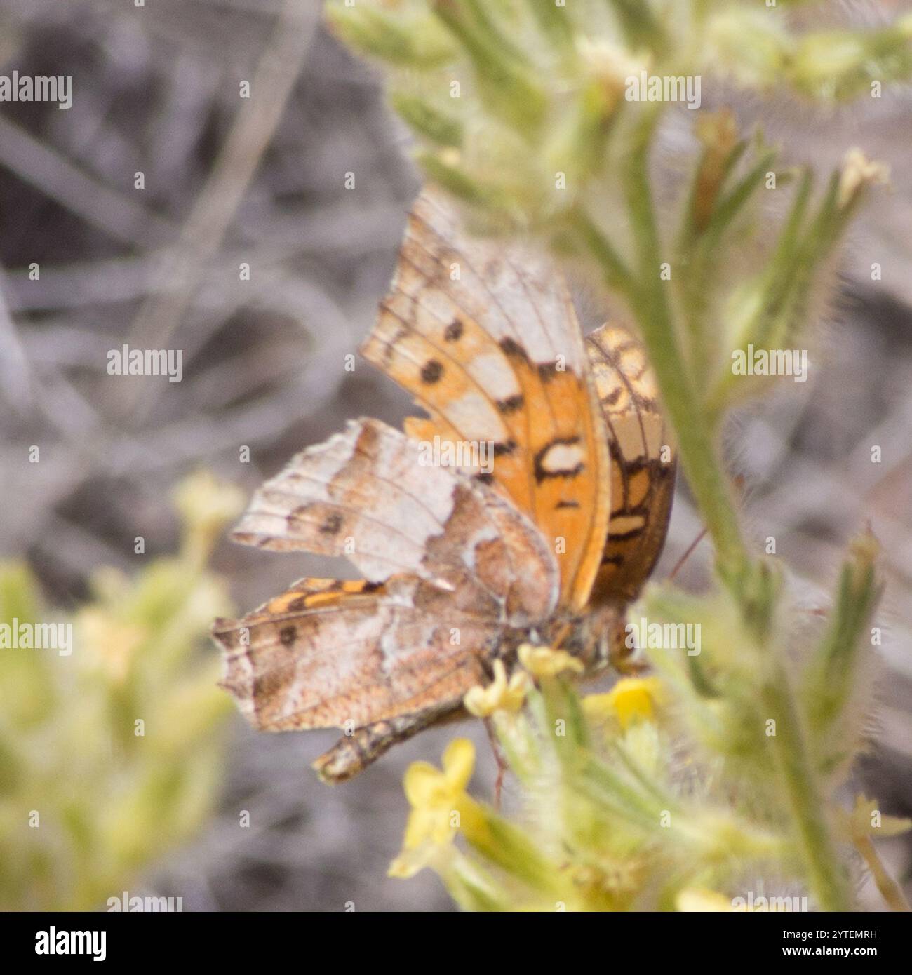 Variegated Fritillary (Euptoieta claudia Stock Photo - Alamy