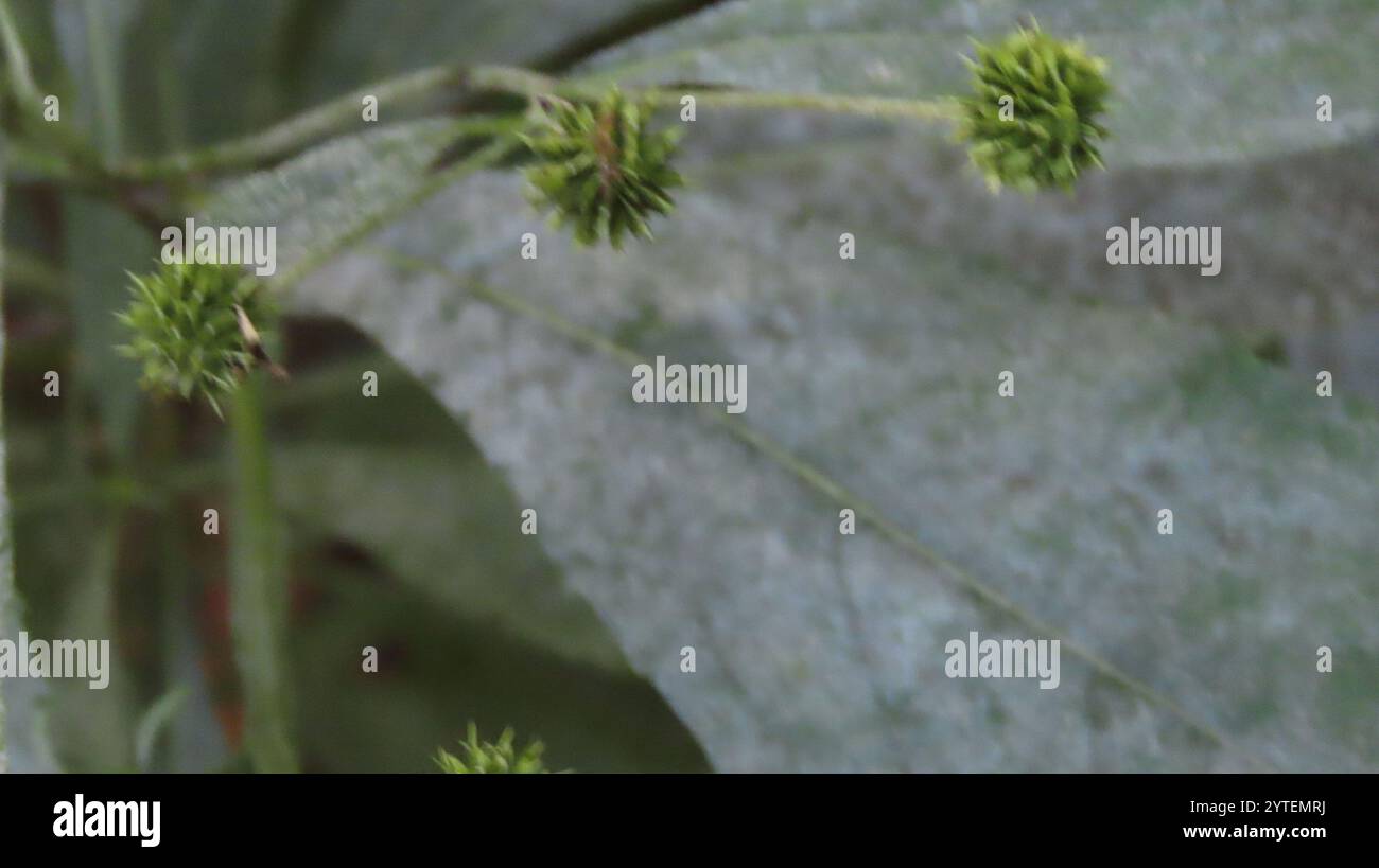 Wingstem (Verbesina alternifolia Stock Photo - Alamy